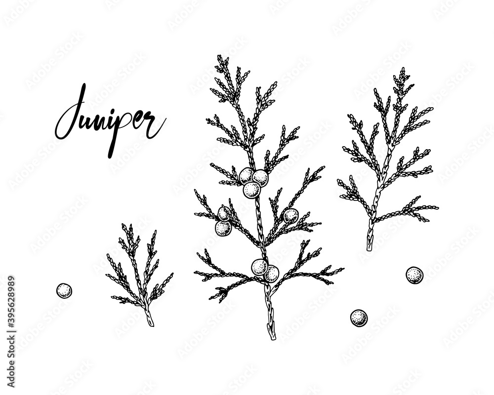 Set of hand drawn juniper branches with berries isolated on white ...