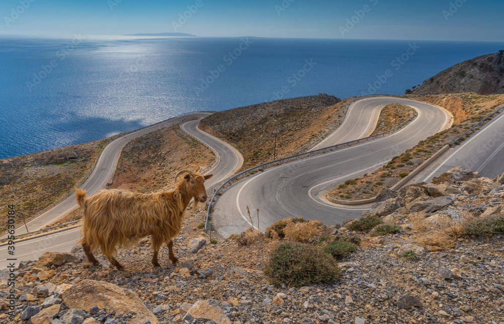 Goat crossing the treathtakingly steep and curvy roads climbing the ...