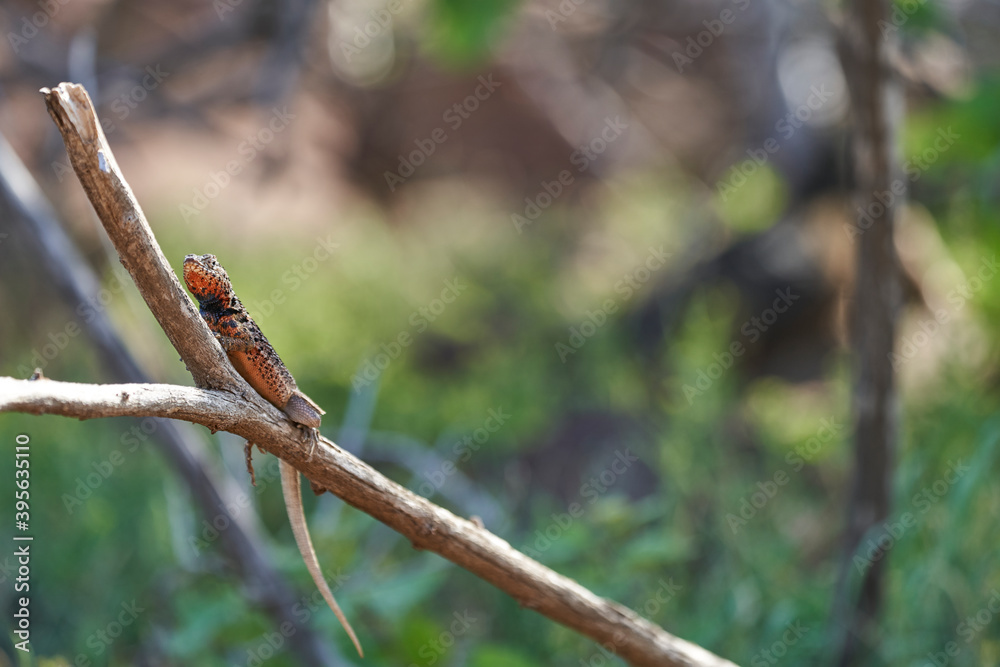 Female Galápagos lava lizard, Microlophus albemarlensis, also the ...