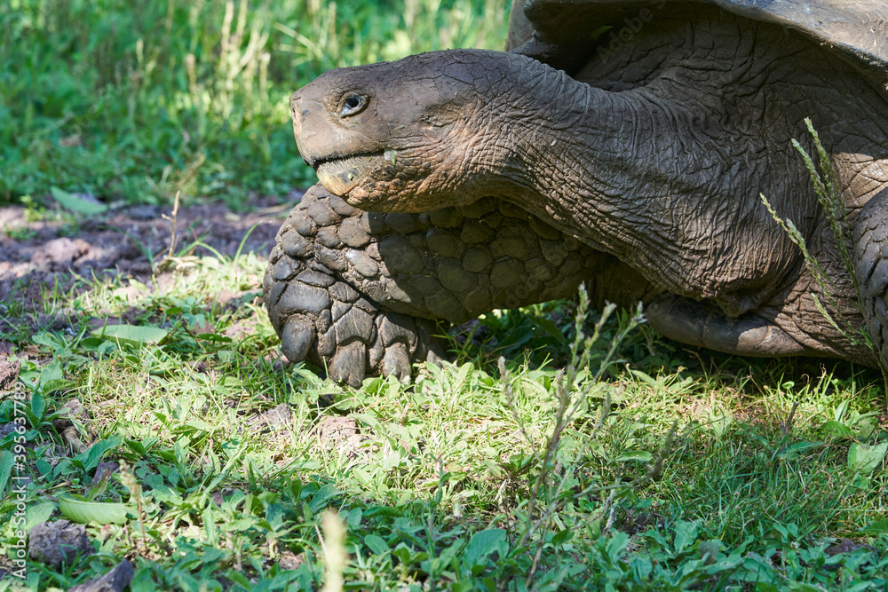 Galápagos giant tortoise, Chelonoidis nigra, walking on Santa Cruz ...