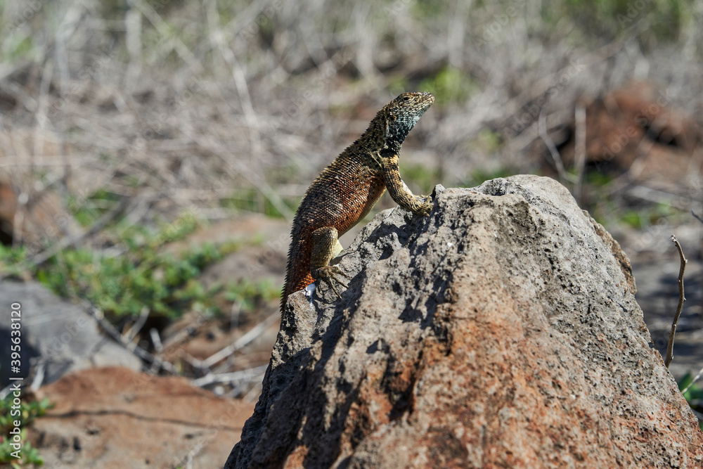 Female Galápagos lava lizard, Microlophus albemarlensis, also the ...
