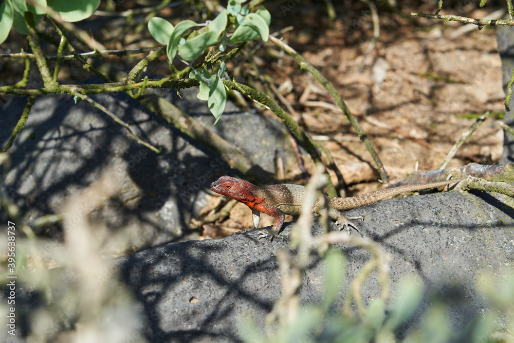 Female Galápagos lava lizard, Microlophus albemarlensis, also the ...