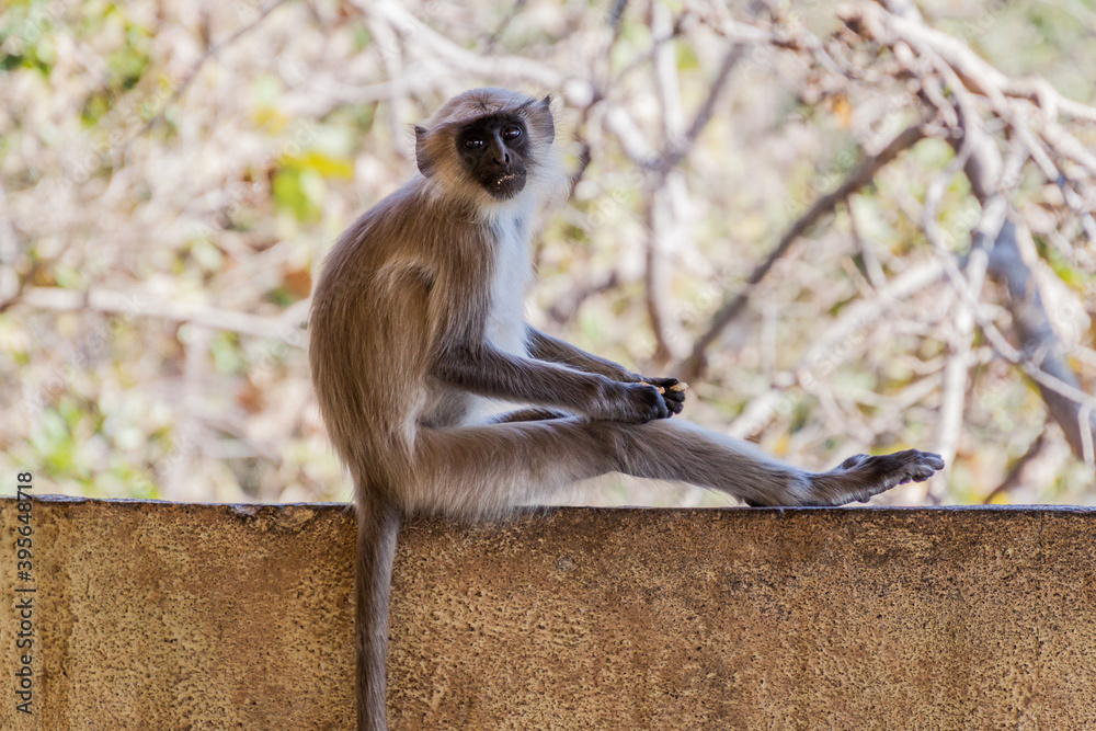 Langur monkey at Girnar Hill, Gujarat state, India Stock Photo | Adobe ...