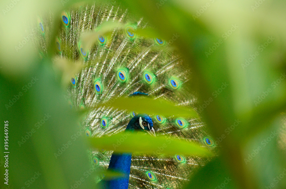 Foto de Pavo real, close up de pavo real, foto de rostro de pavo real ...