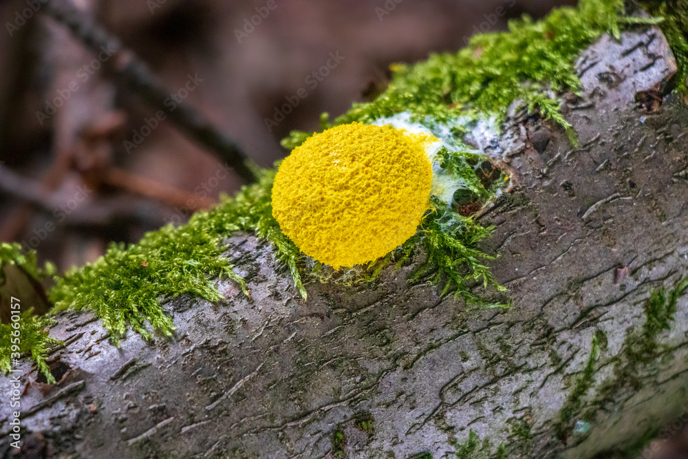 Fuligo septica (scrambled eggs) slime mold on a branch Stock Photo ...