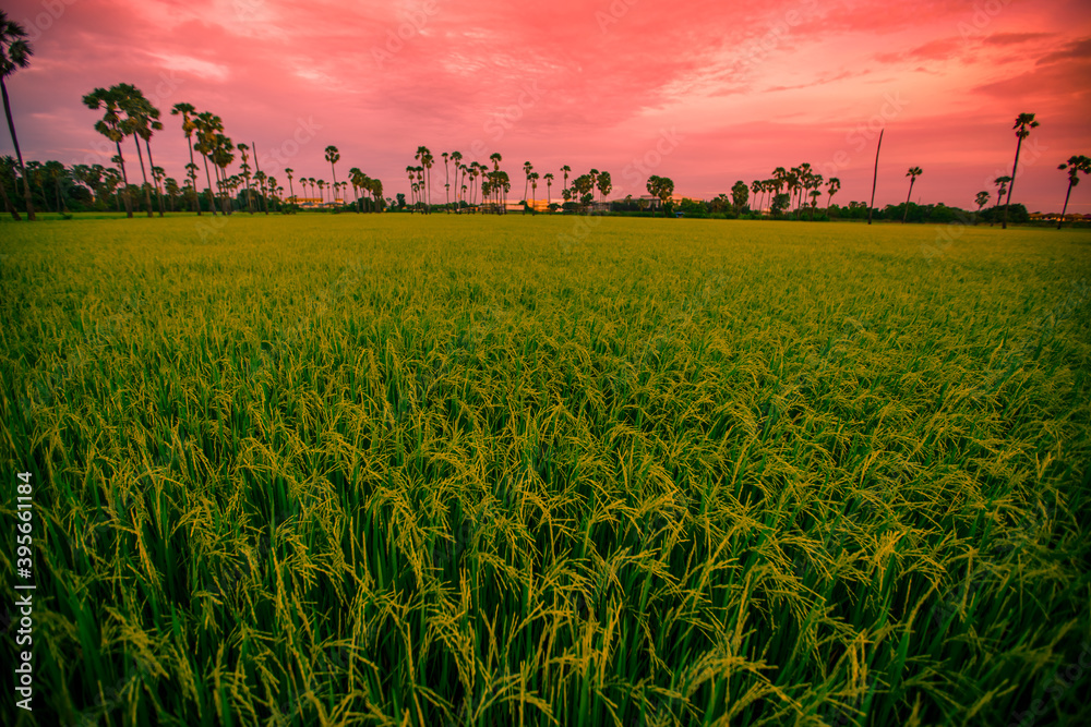 The close background of the green rice fields, the seedlings that are ...