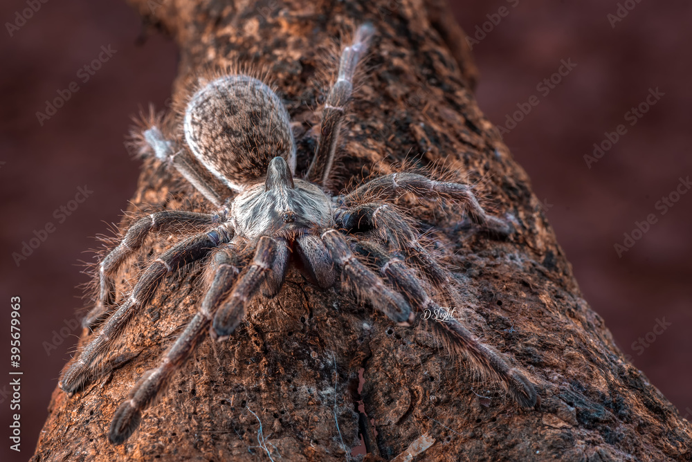 Big Scary Looking Spiders
