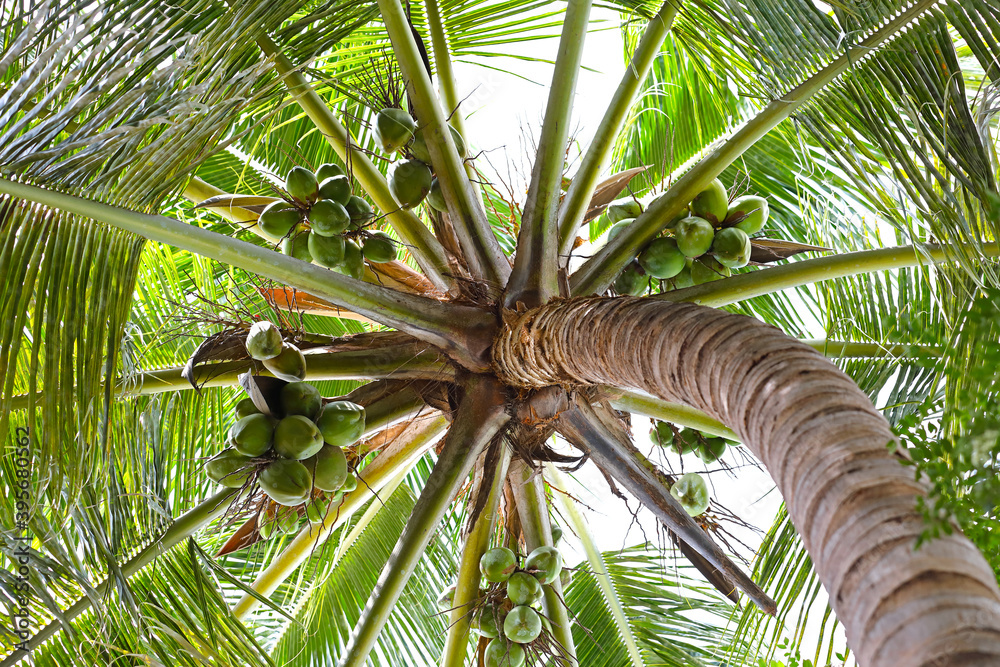 Coconuts on a coconut tree Stock Photo | Adobe Stock
