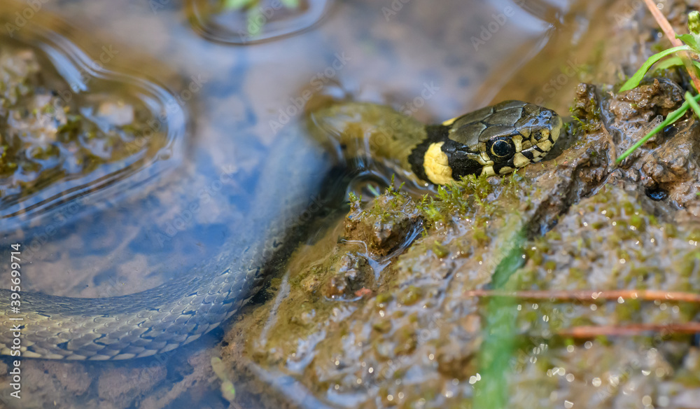 grass snake (Natrix natrix) also called ringed or water snake coming ...