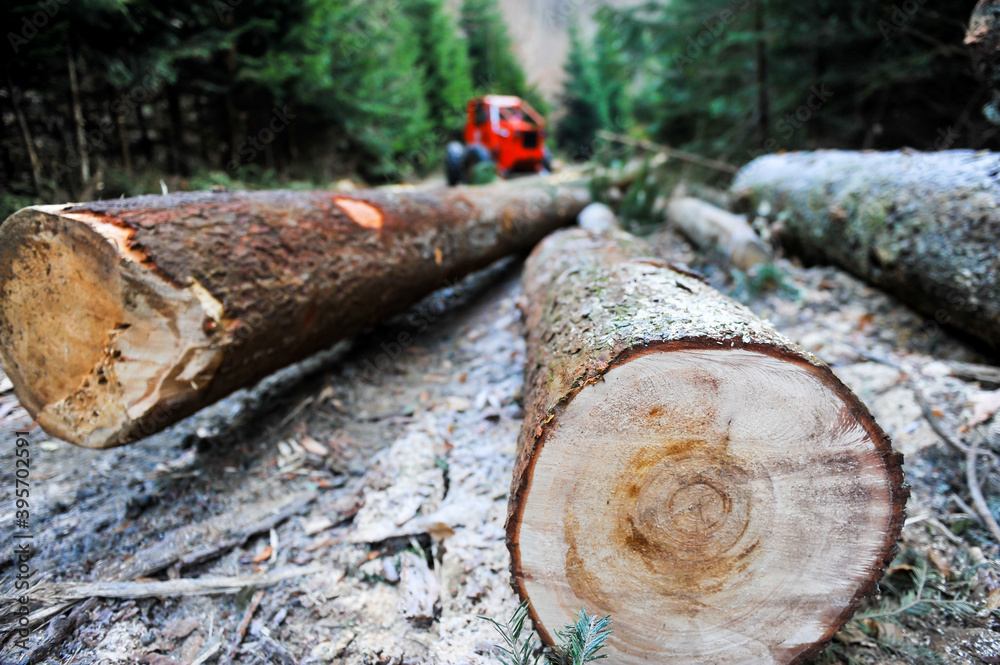 Details with logs and cut down trees in a Romanian forest. Stock Photo ...