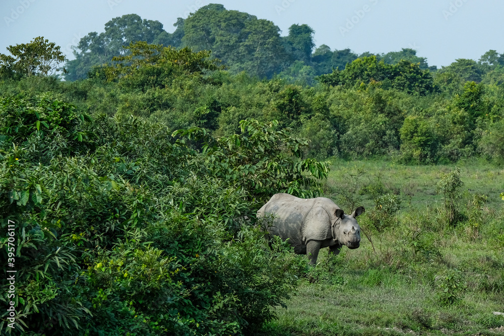 Rhino in Kaziranga National Park in the state of Assam, India. Stock ...