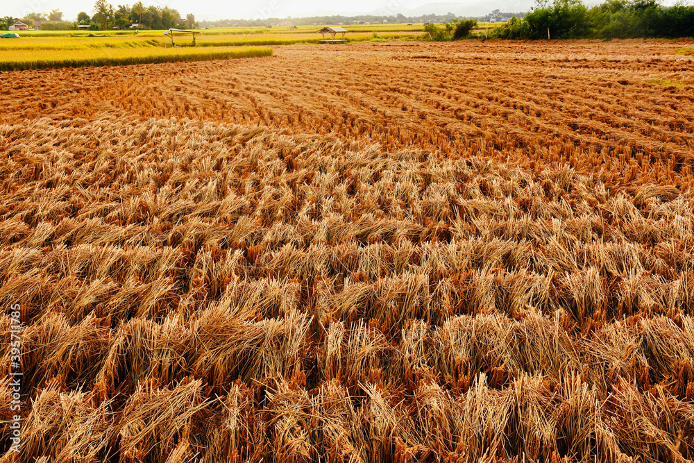 Rice paddy field after harvest. Dry rice field background with hay ...