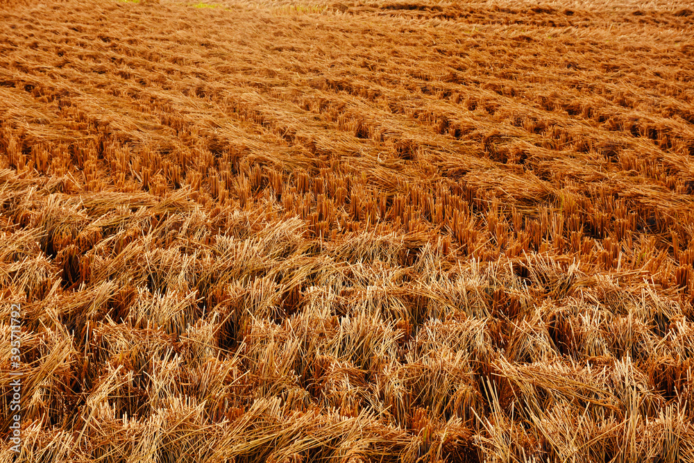 Rice paddy field after harvest. Dry rice field background with hay ...