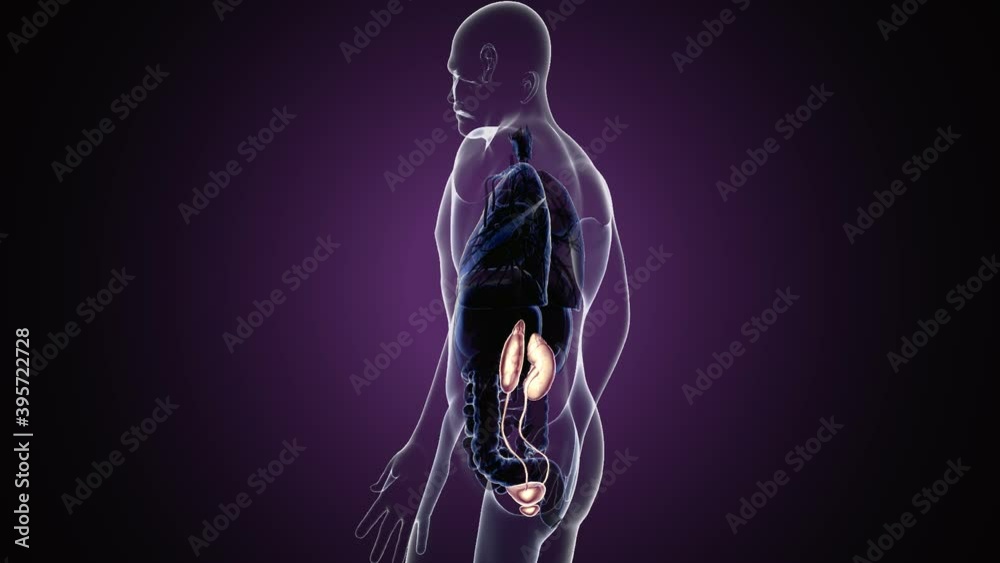 3d illustration of human urinary system kidneys with bladder anatomy ...