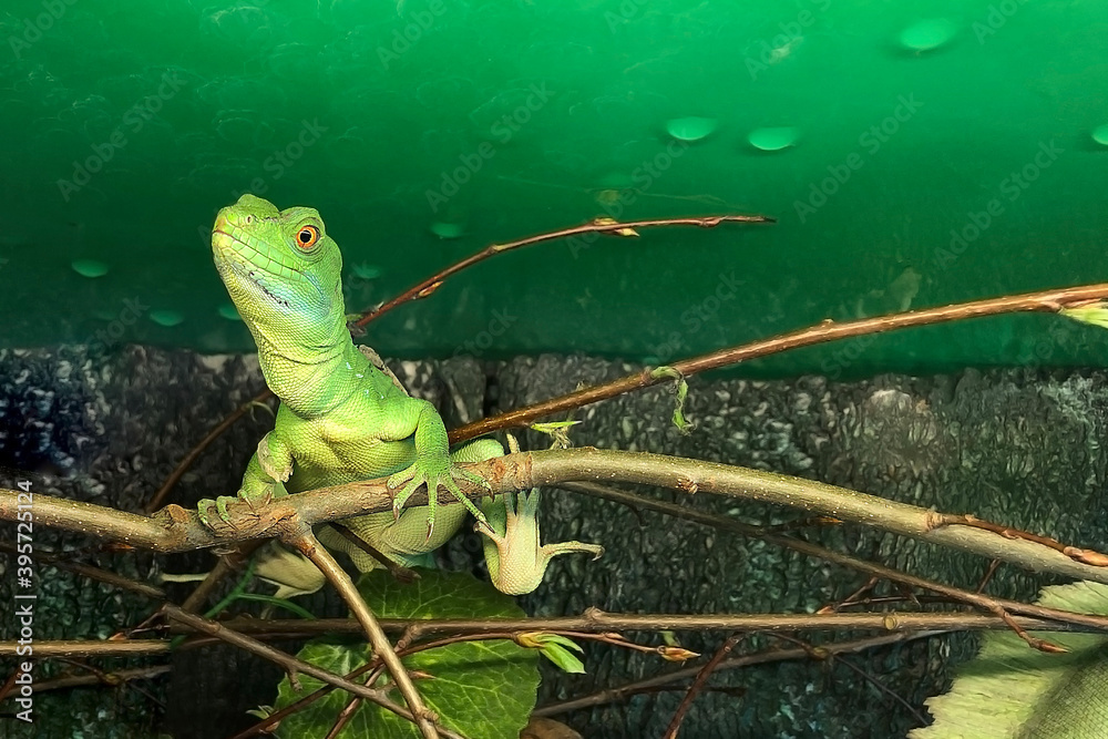 Female of Helmet-bearing basilisk or the common basilisk (Basiliscus ...