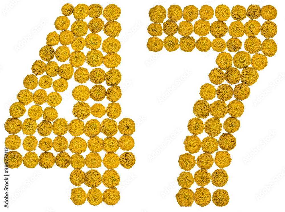 Arabic numeral 47, forty seven, from yellow flowers of tansy, isolated ...