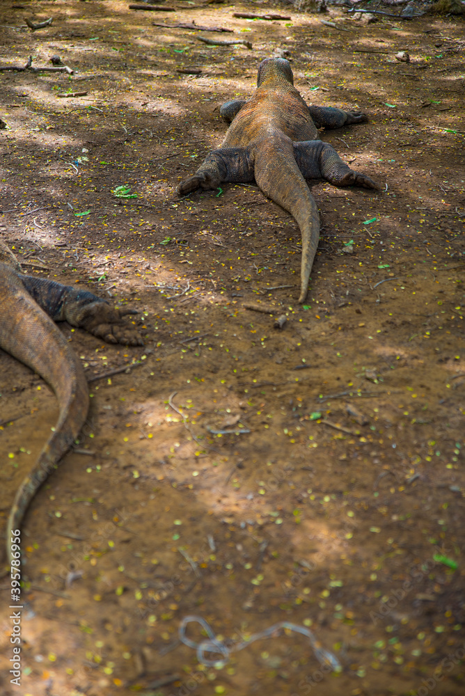 Komodo Dragon, the largest lizard in the world walks on the ground. It ...