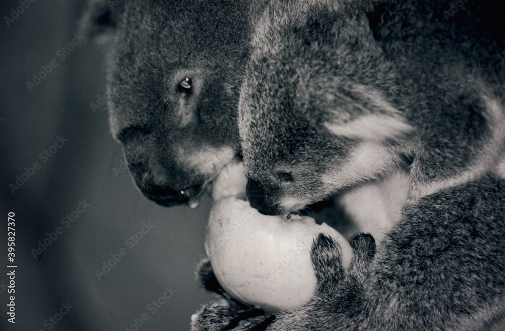 koala and bubs Stock Photo | Adobe Stock