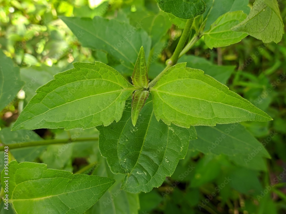 Kirinyuh plant (Chromolaena odorata) Grows wild in tropical Borneo ...