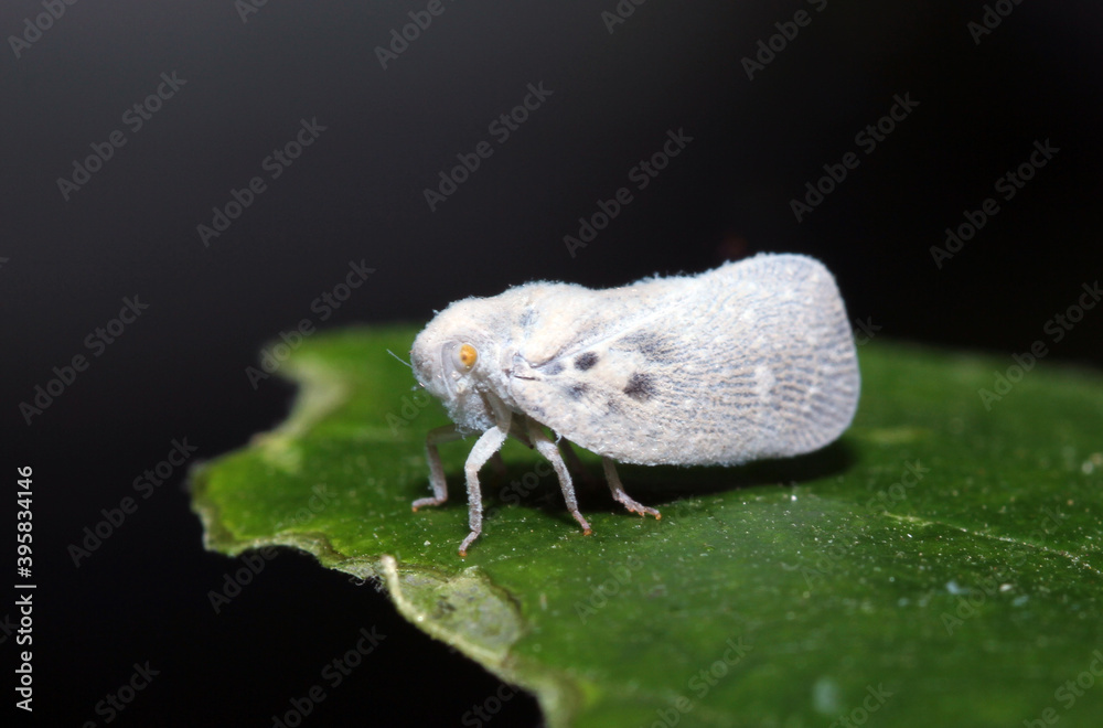 Citrus Flatid Planthopper (Metcalfa pruinosa) sitting on a milkweed ...