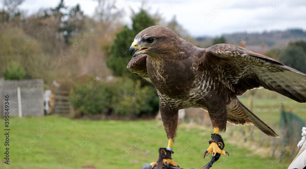 a Harris's Hawk (parabuteo unicinctus) posed before the camera ...