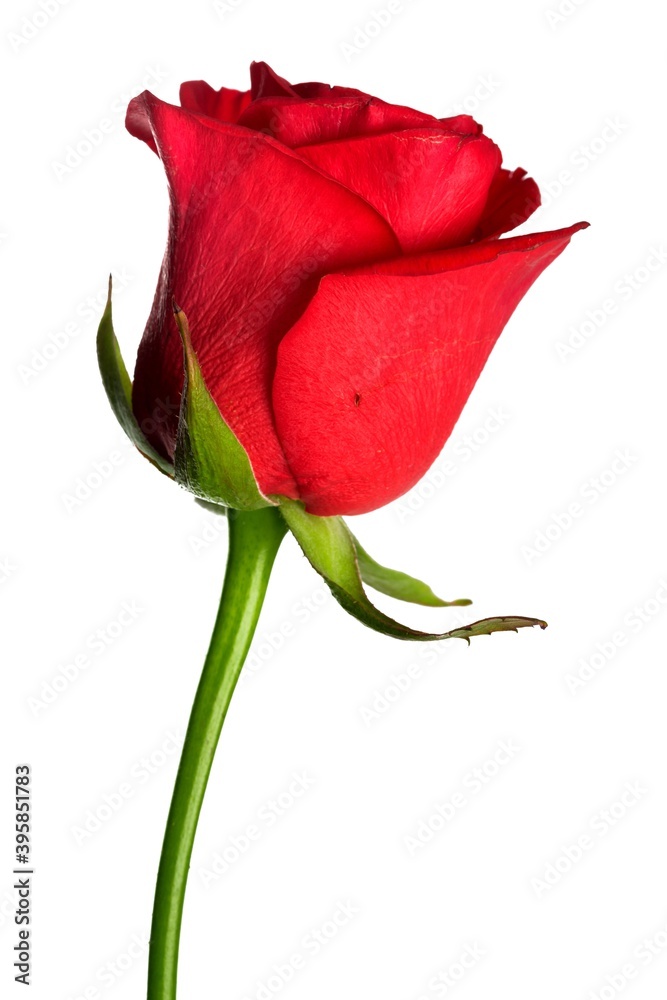 Red rose with stem Stock Photo | Adobe Stock