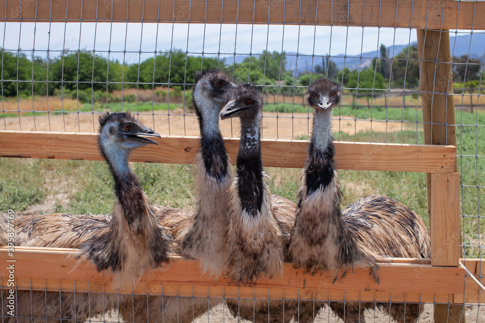 Ostrich behind a fence at an ostrich farm or zoo. Group of common ...
