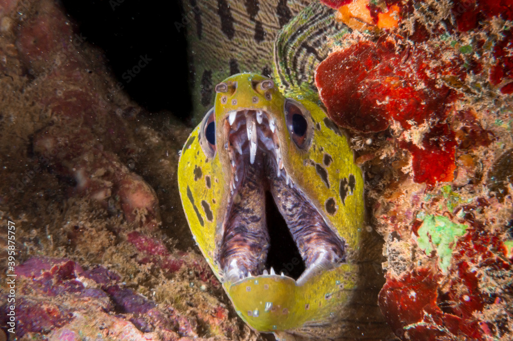 Bright green fimbriated moray (Gymnothorax fimbriatus) also known as ...