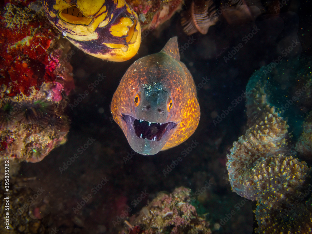 Giant moray eel (Gymnothorax javanicus) near Anilao, Batangas ...