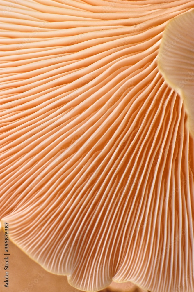 Láminas macro de hongo pleurotus djamor textura. Stock Photo | Adobe Stock