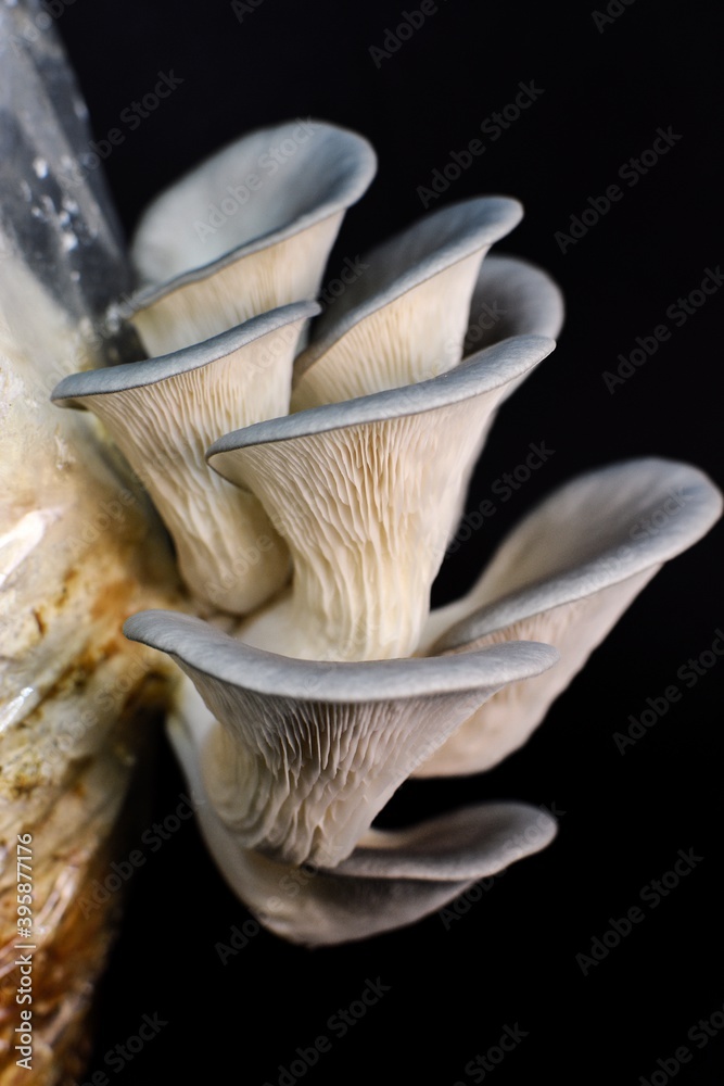 Hongo comestible Pleurotus ostreatus creciendo Stock Photo | Adobe Stock