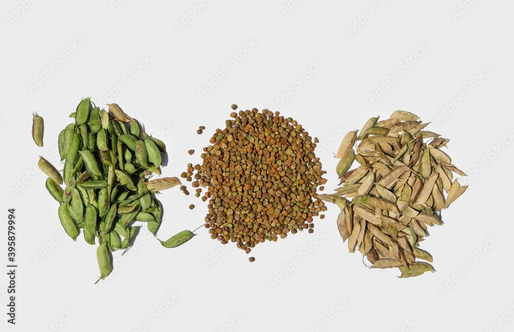 Grass Pea Seeds or Chickling Vetch Pods Isolated on White Background ...