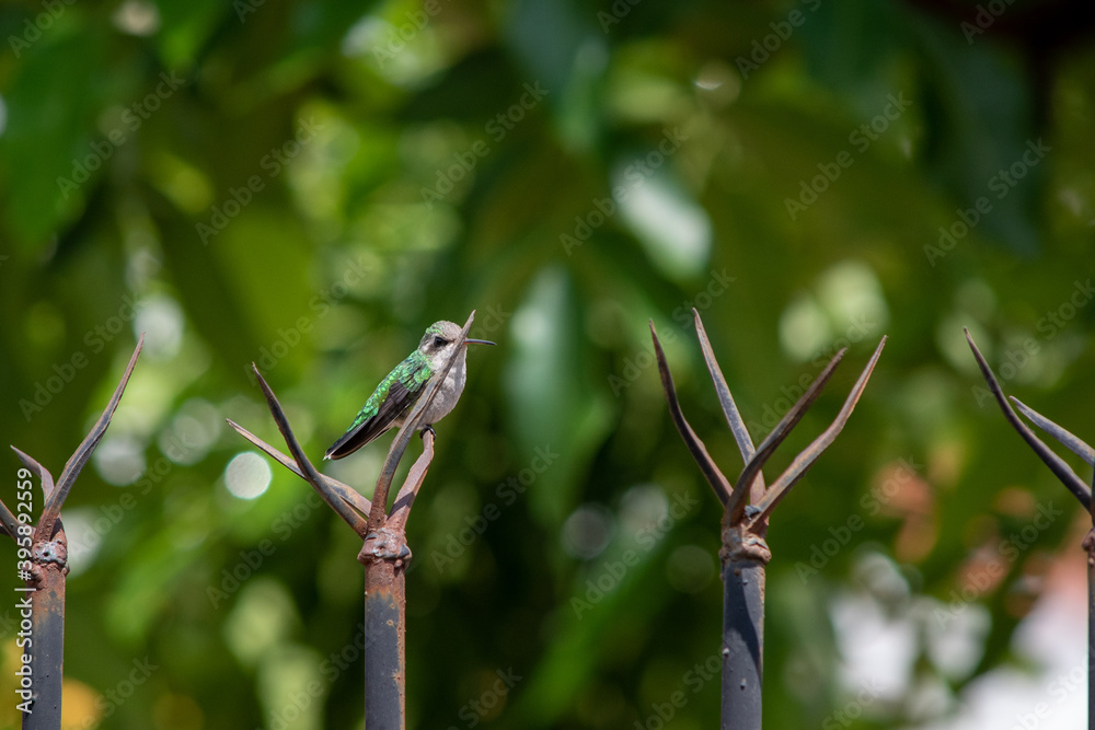 cuenta la leyenda , que nuestros seres querido nos visitan en forma de ...