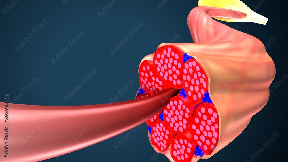3d illustration of human skeleton muscle tissue anatomy Stock ...