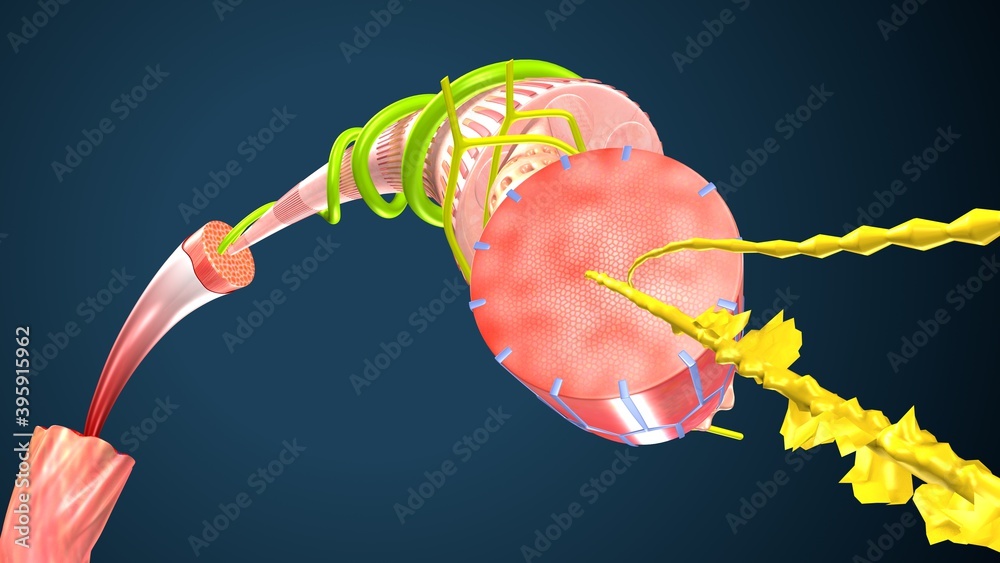 3d illustration of human skeleton muscle tissue anatomy Stock ...