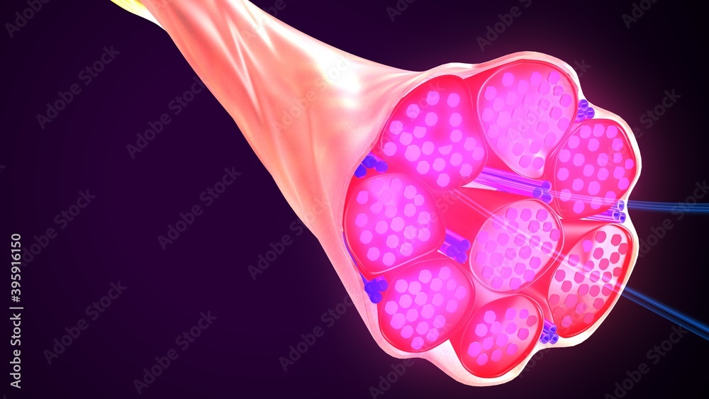 3d illustration of human body muscle tissue anatomy ilustração do Stock ...