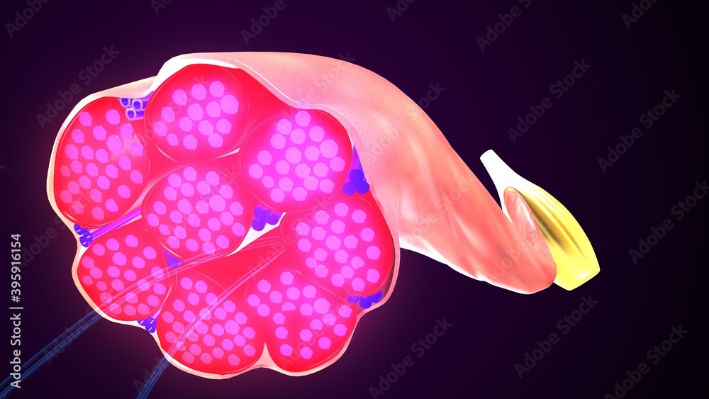 3d illustration of human body muscle tissue anatomy Stock Illustration ...