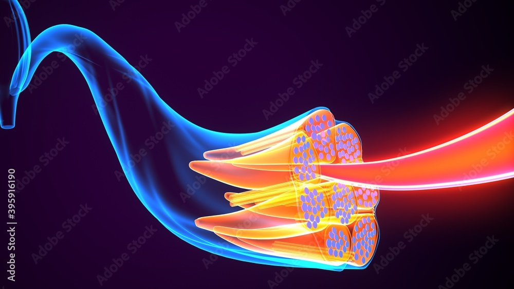 3d illustration of human body muscle tissue anatomy Stock Illustration ...