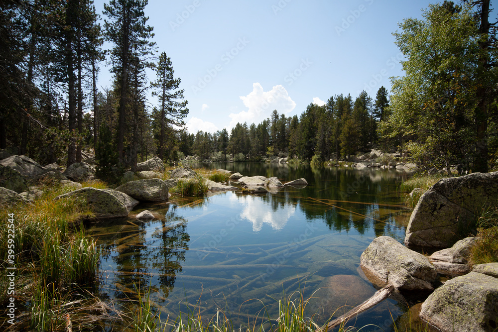 Poster Paisaje horizontal de bosque de avetos con lago. – Wall Art ...
