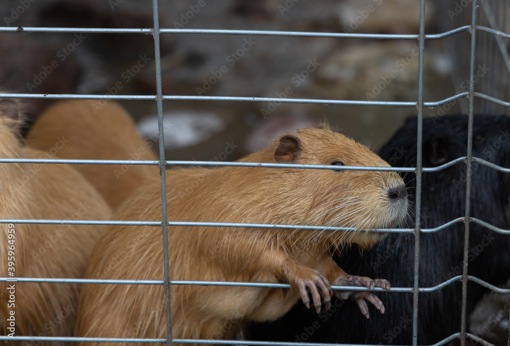 Nutria trapped in a cage, nutria is bred for fur Stock Photo | Adobe Stock