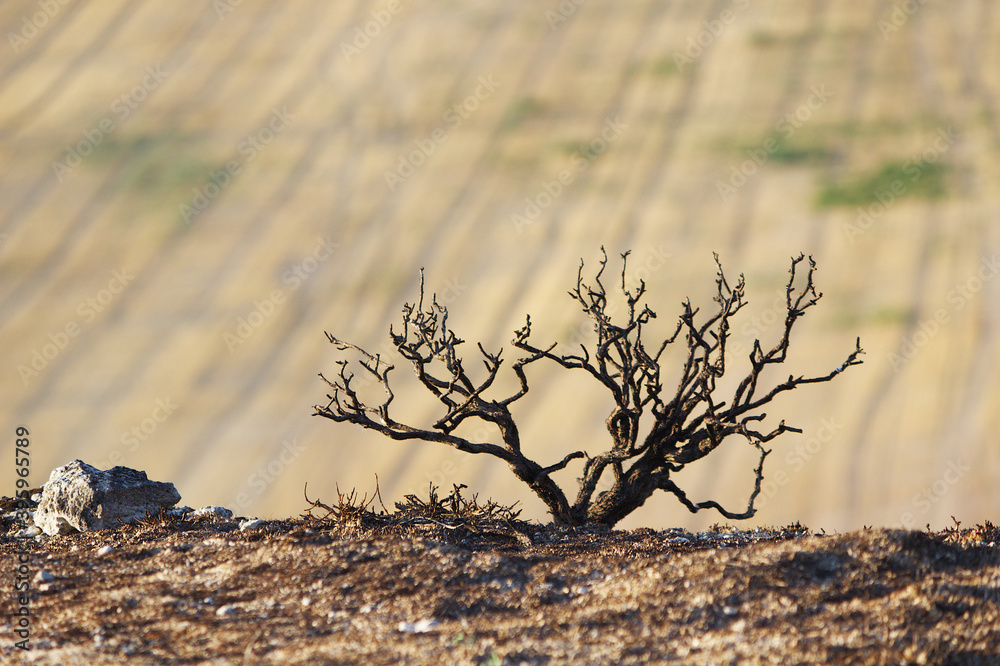 arbusto quemado recortado sobre un paisaje árido. Stock Photo | Adobe Stock