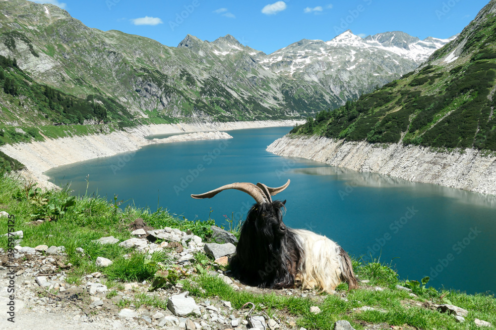 Goat with huge horns resting at the artificial lake side in high Alps ...