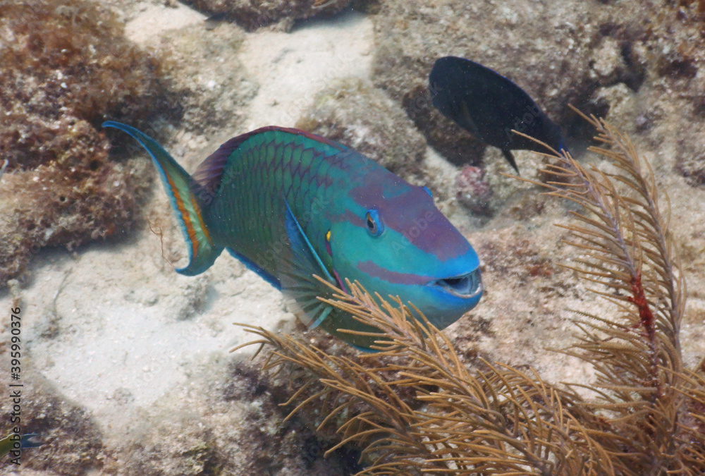 Looe Key Diving Sharks, Parrott Fish, and Reefs - oh my! Stock Photo ...