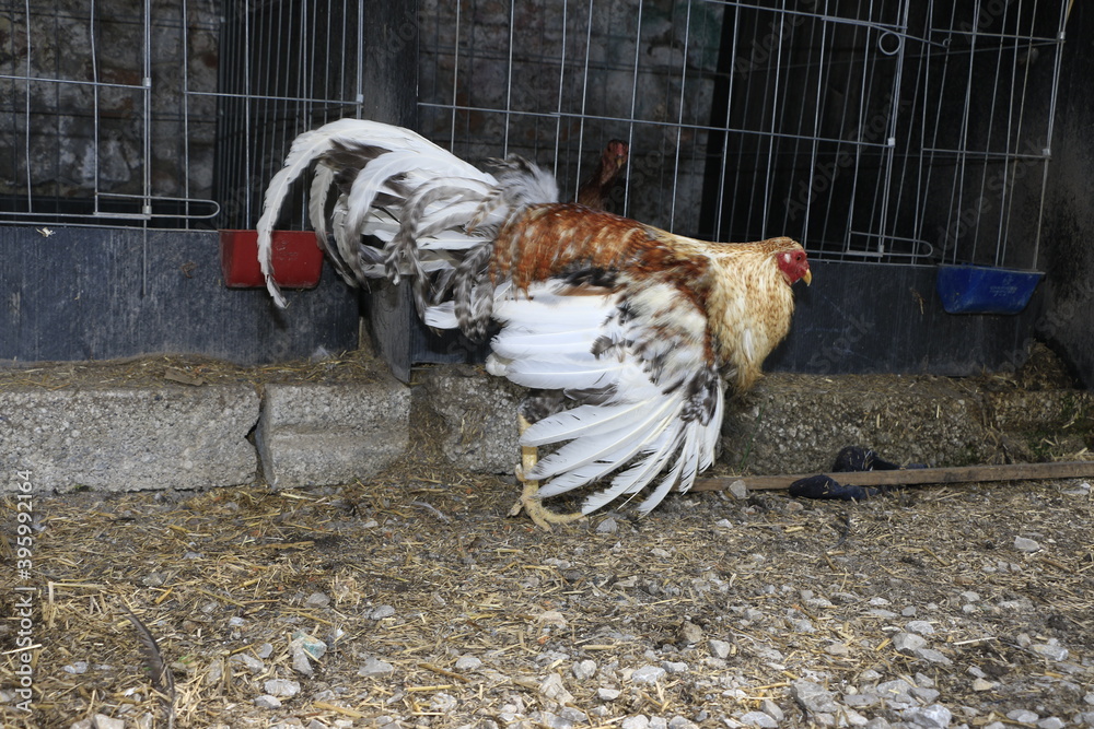 White Butcher Gamefowl