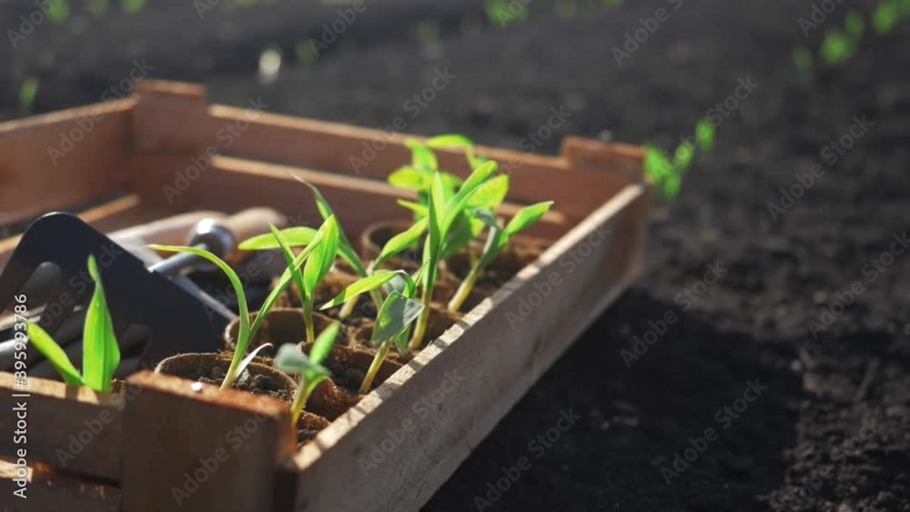 agriculture field, corn seeds, spring season. green young corn plants ...
