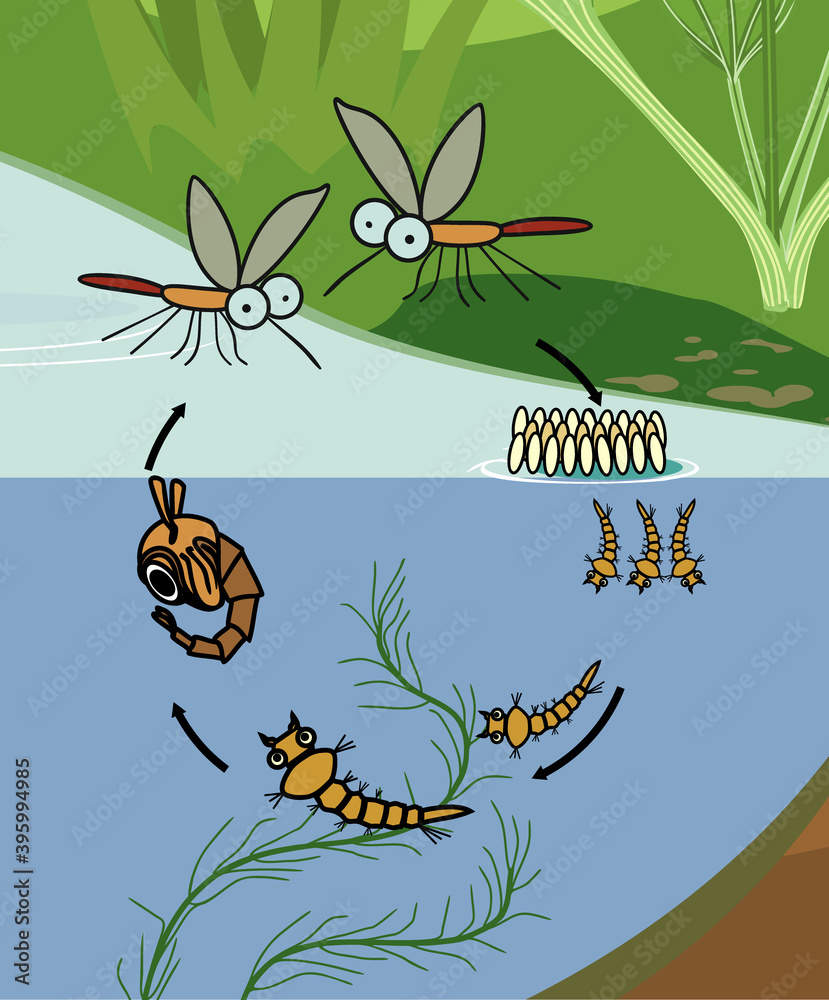 Mosquito life cycle. Sequence of stages of development of mosquito from ...