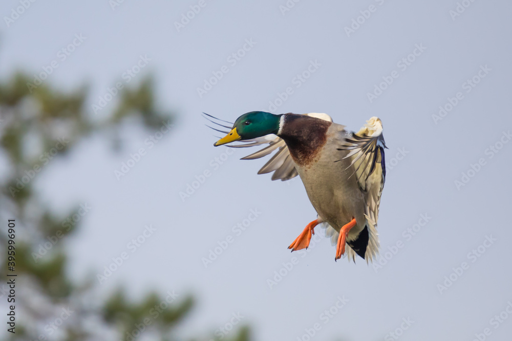 Beautiful Bird In Flight Landing Mallard Duck Image Stock Photo | Adobe ...