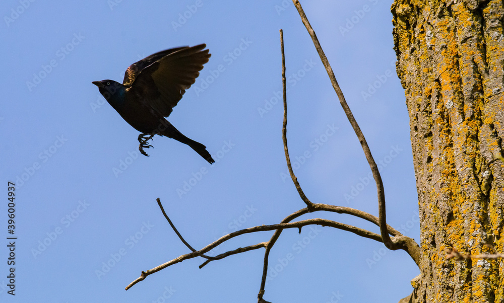 blackbird in flight Stock Photo | Adobe Stock
