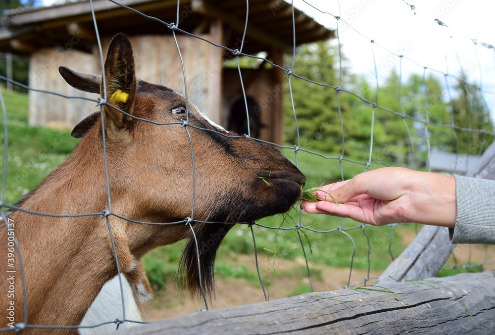 Braunweiße Ziege hinter einem Drahtzaun frisst Gras aus der Hand eines Mädchens ...