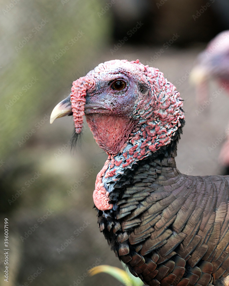 Wild turkey stock photo. Wild turkey head shot close-up profile view ...